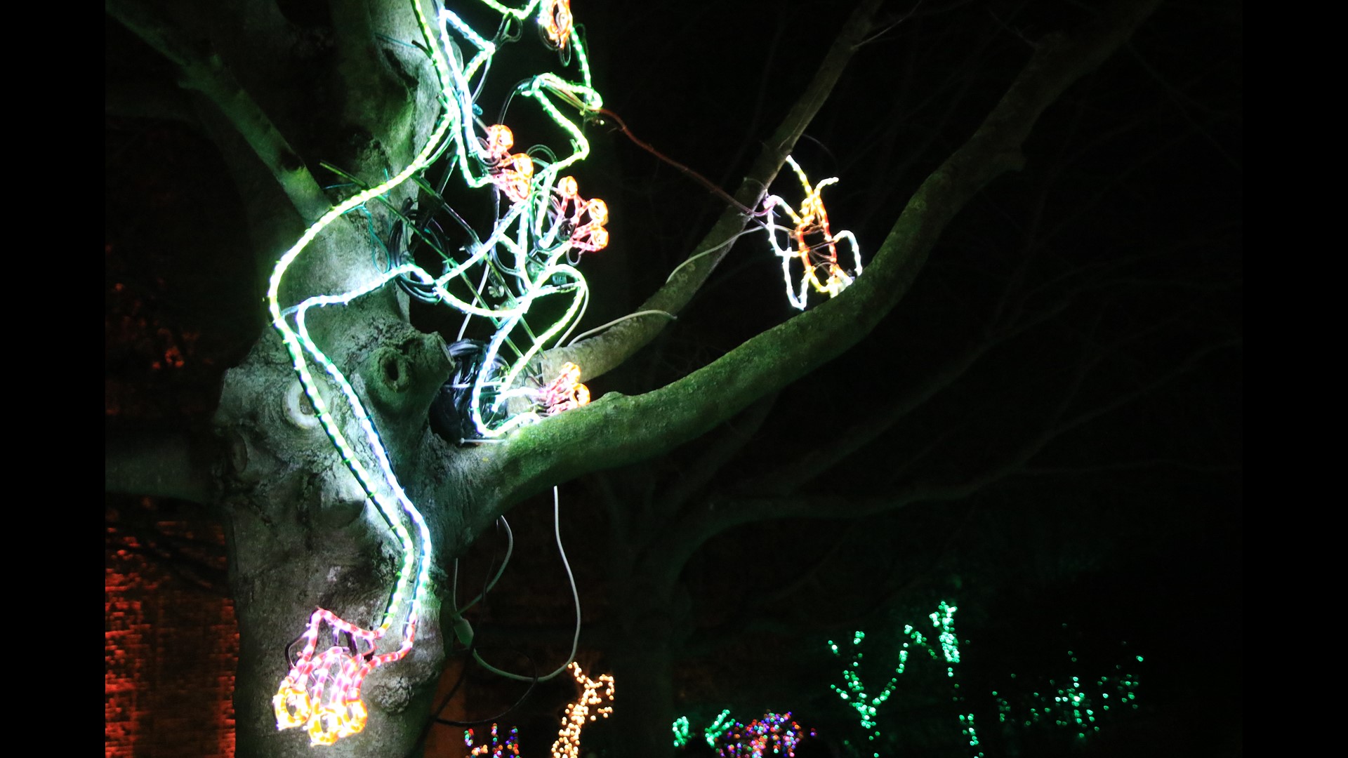 Toledo Zoo Lights Before Christmas Guide 2022 | wtol.com