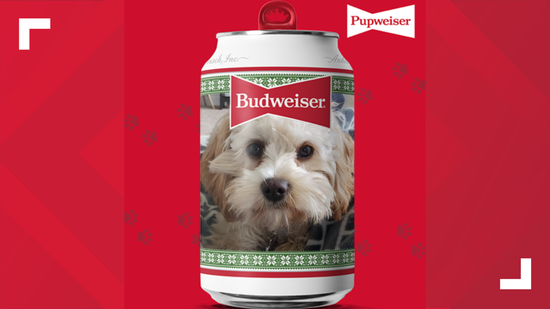 Budweiser seeks dog for holiday can in #Pupweisercontest | wtol.com