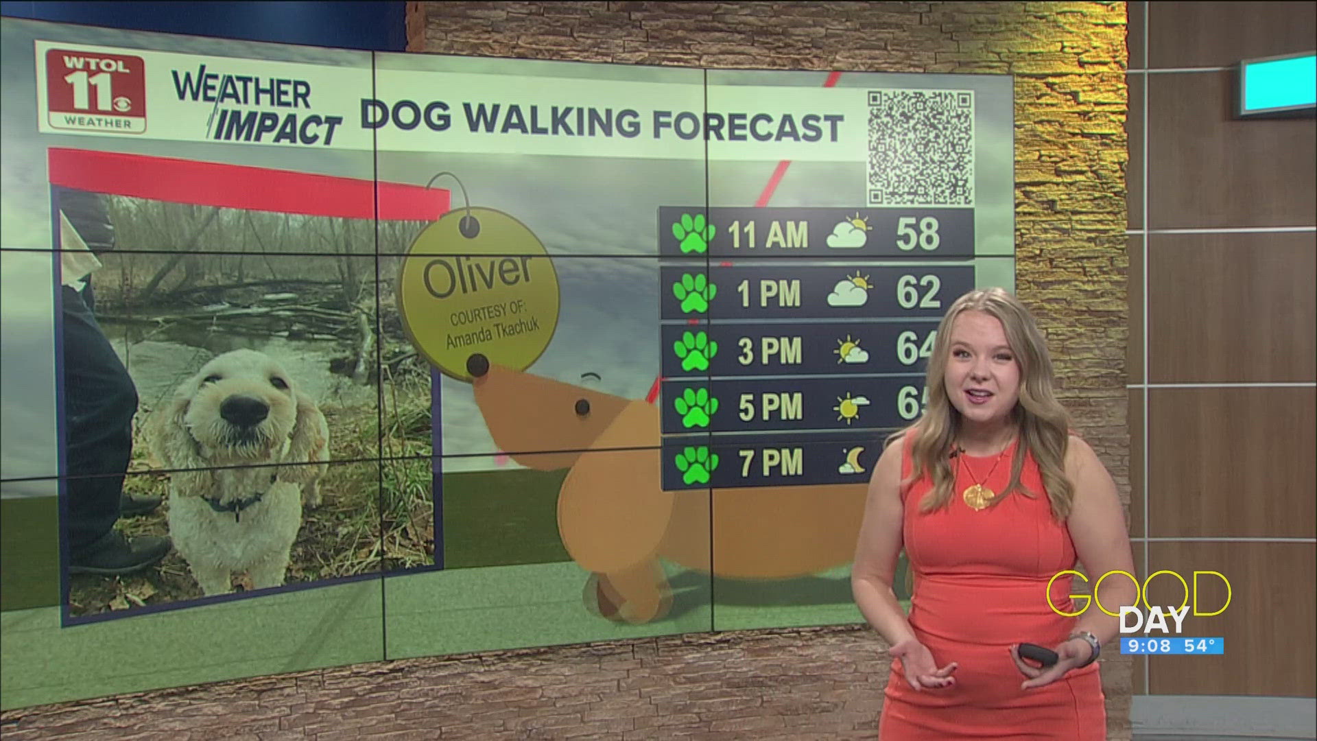 Wet, drizzly morning gives way to a 'green paw' day Wednesday | Good ...