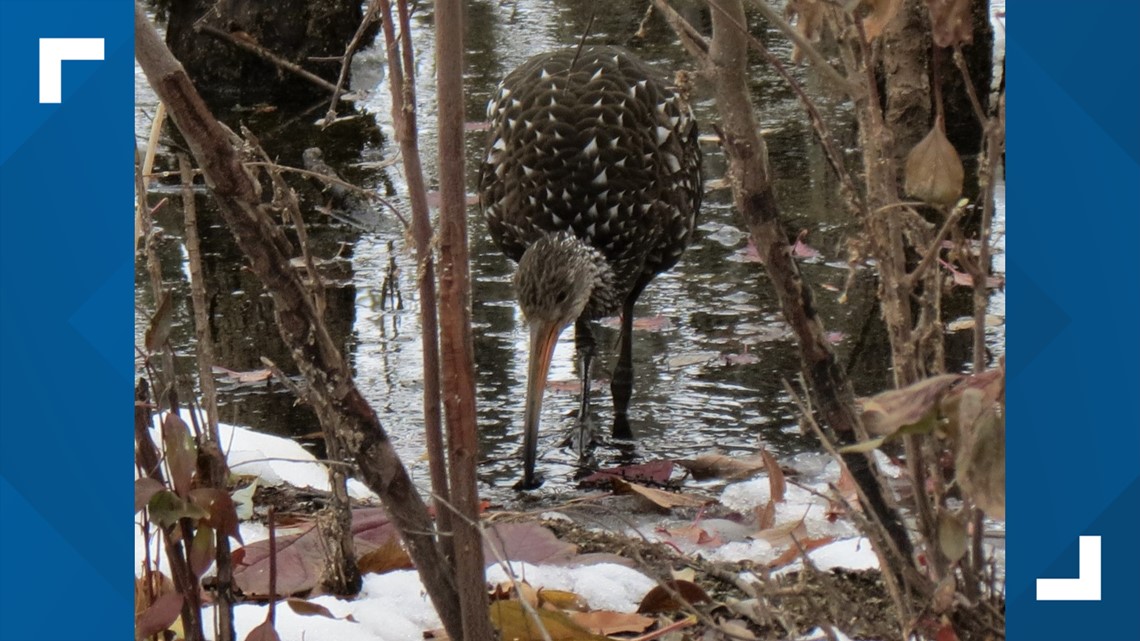 Rare bird spotted at Ottawa National Wildlife Refuge | wtol.com