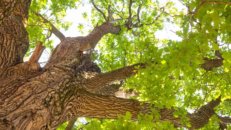 Pathogen that causes tree-killing disease found in Ohio | wtol.com