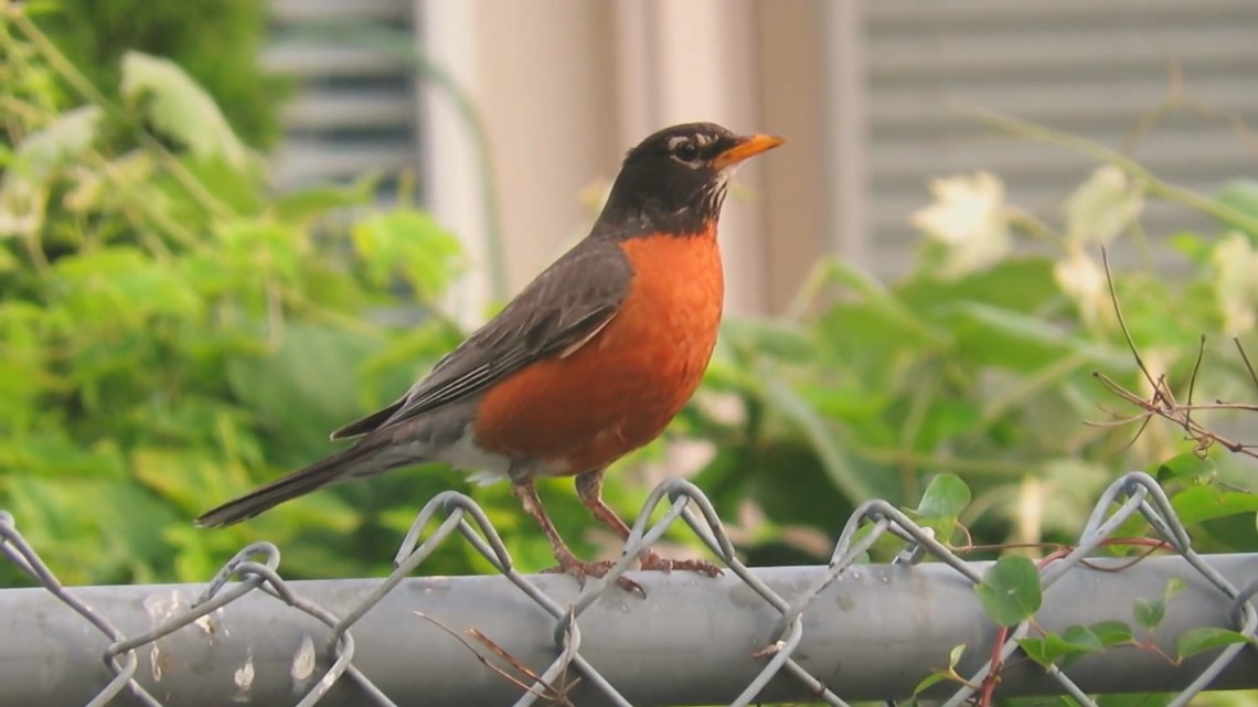 Is spring coming early this year | wtol.com