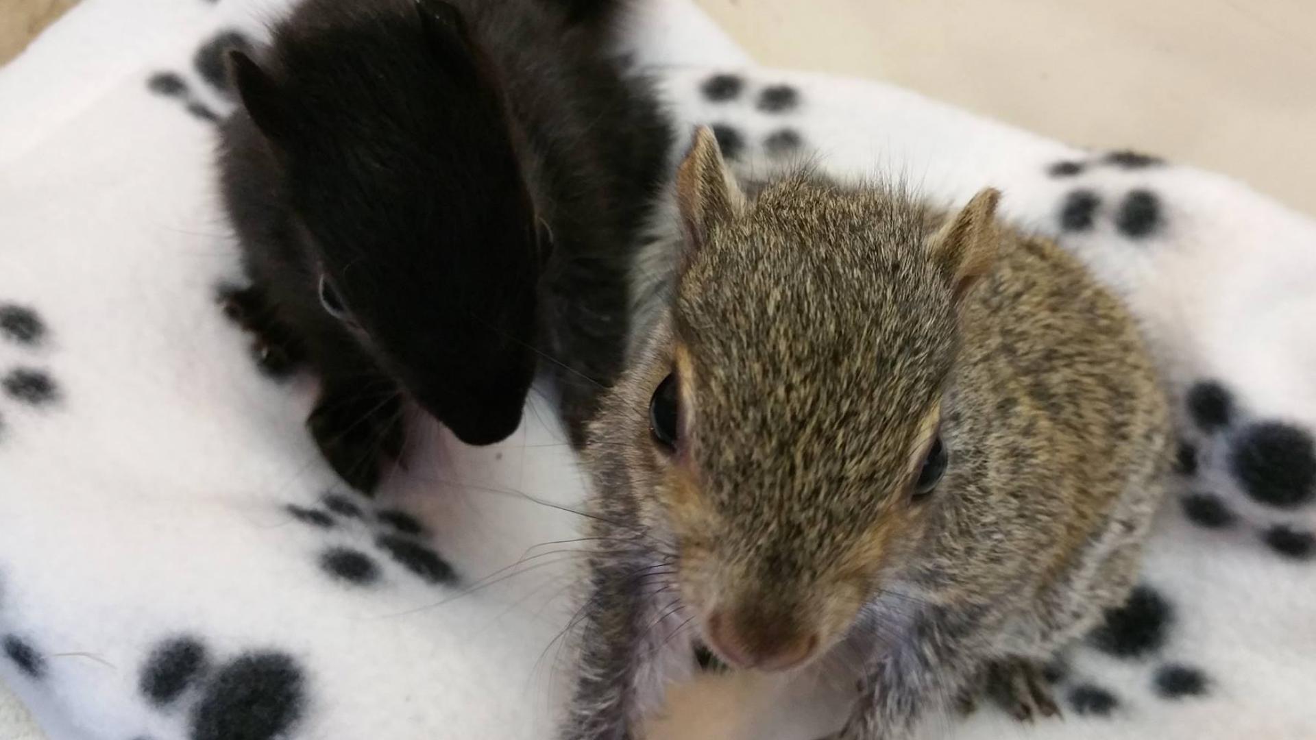 Nature's Nursery in need of winter release sites for squirrels | wtol.com