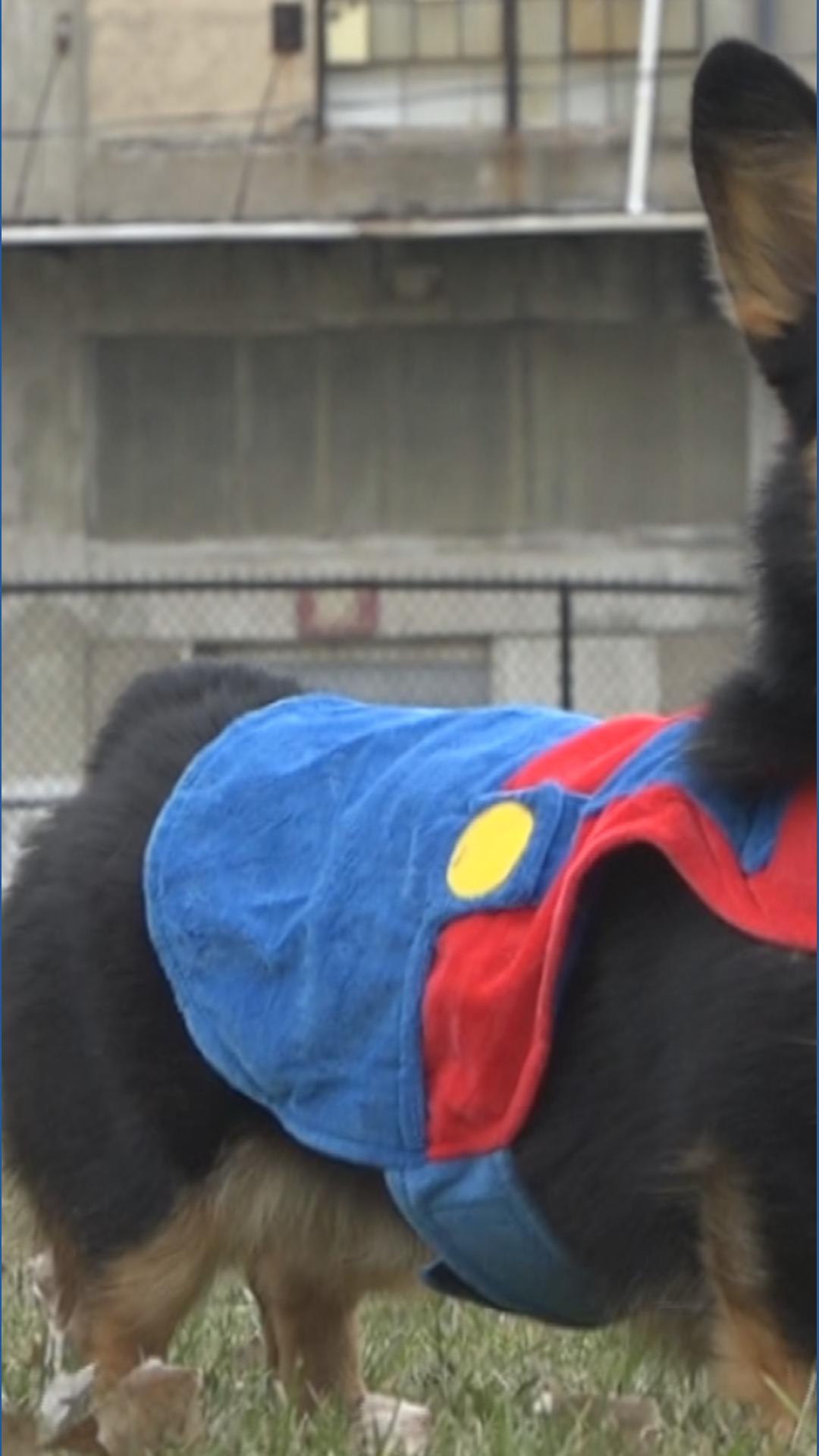 Howl-o-ween! Toledo Corgis in costume: Sights and sounds of pups ...