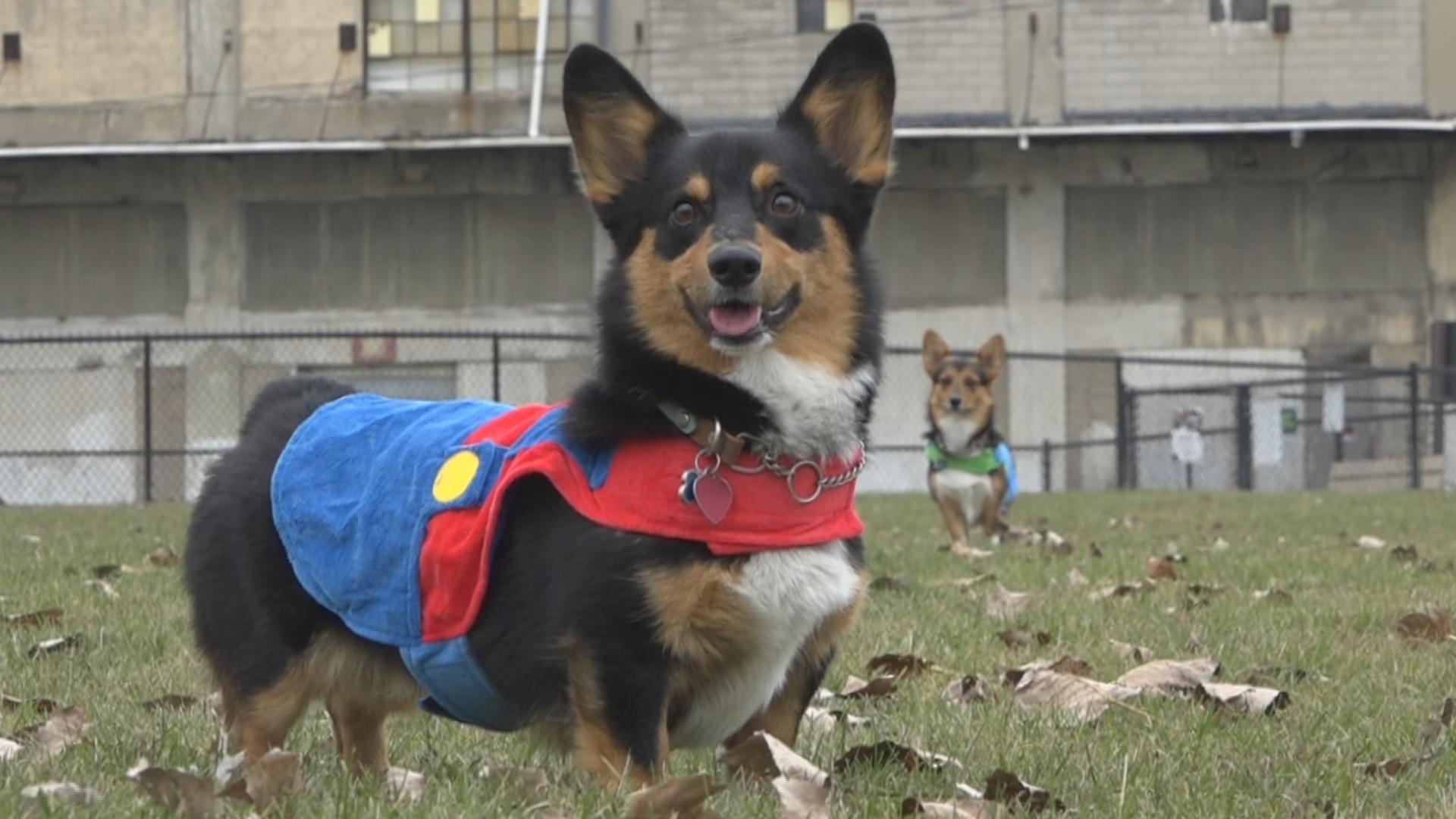 Howl-o-ween! Toledo Corgis in costume: Sights and sounds of pups ...