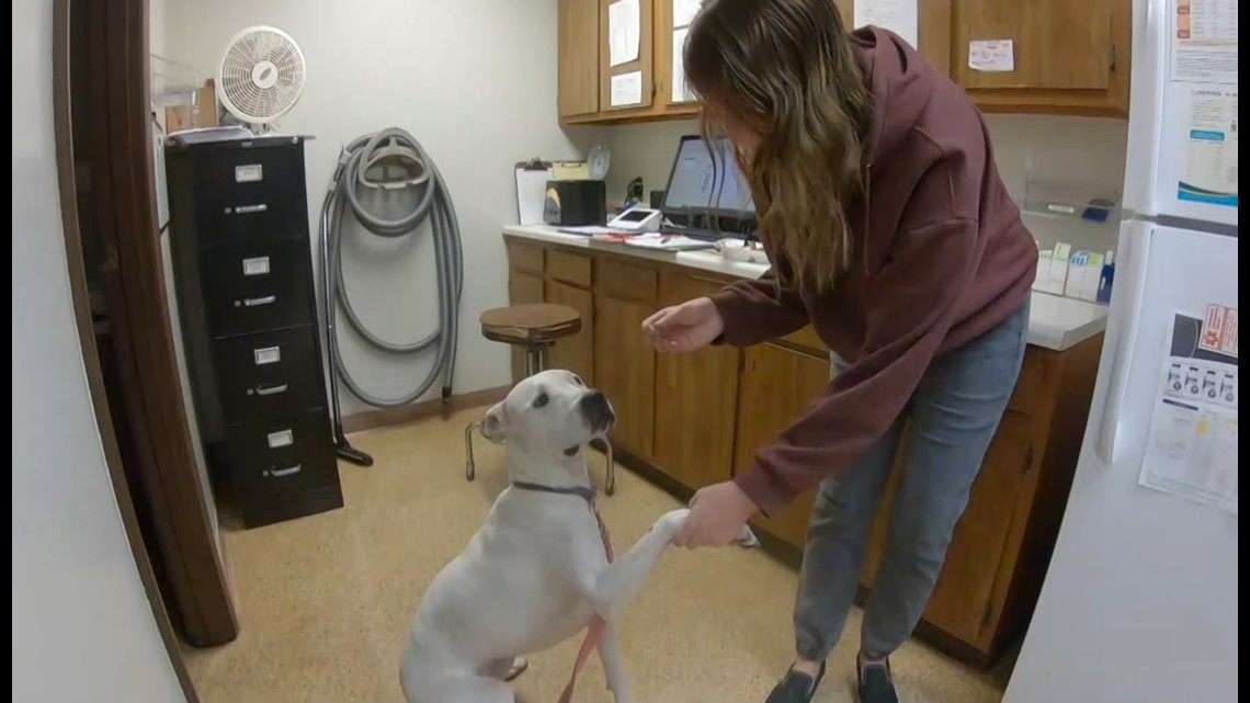 Keeping your pets calm, safe during severe weather | Severe Weather ...