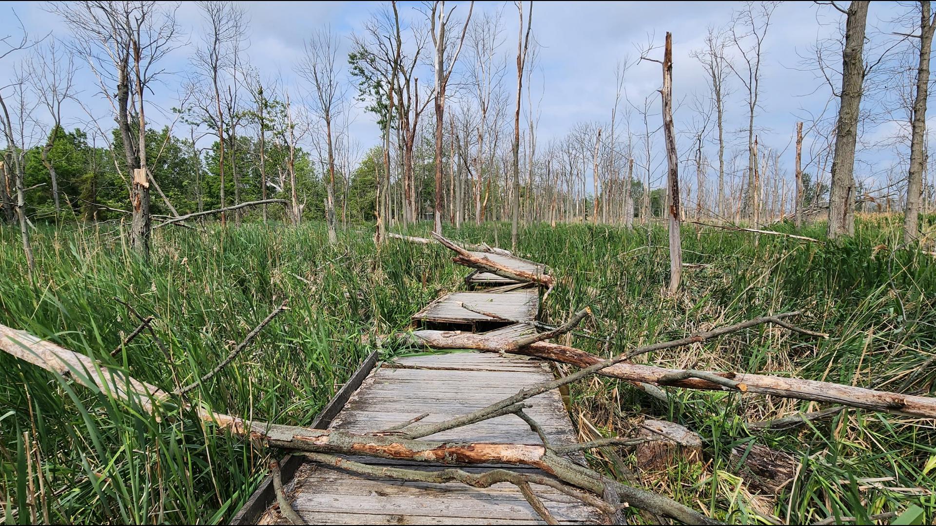 Maumee Bay park boardwalk reopens after repairs | wtol.com