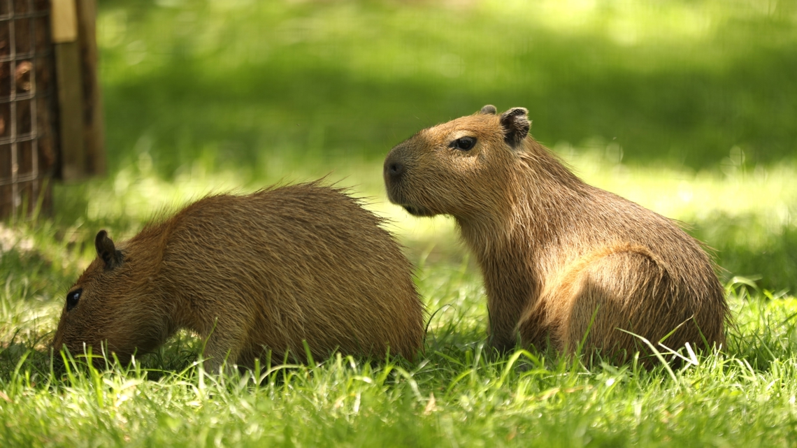 Meet capybaras at this interactive wildlife park | wtol.com