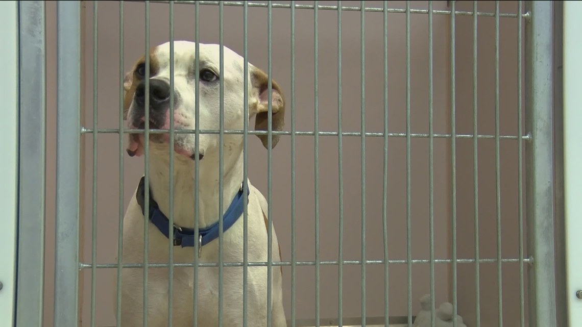 LC4 takes in 32 lost dogs following high winds | wtol.com