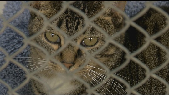 Swanton Corn Festival kicks off funding for village stray cat program ...