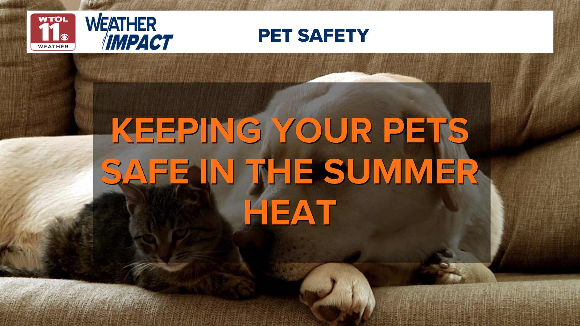Summer safety: Keeping pets safe during extreme heat | wtol.com