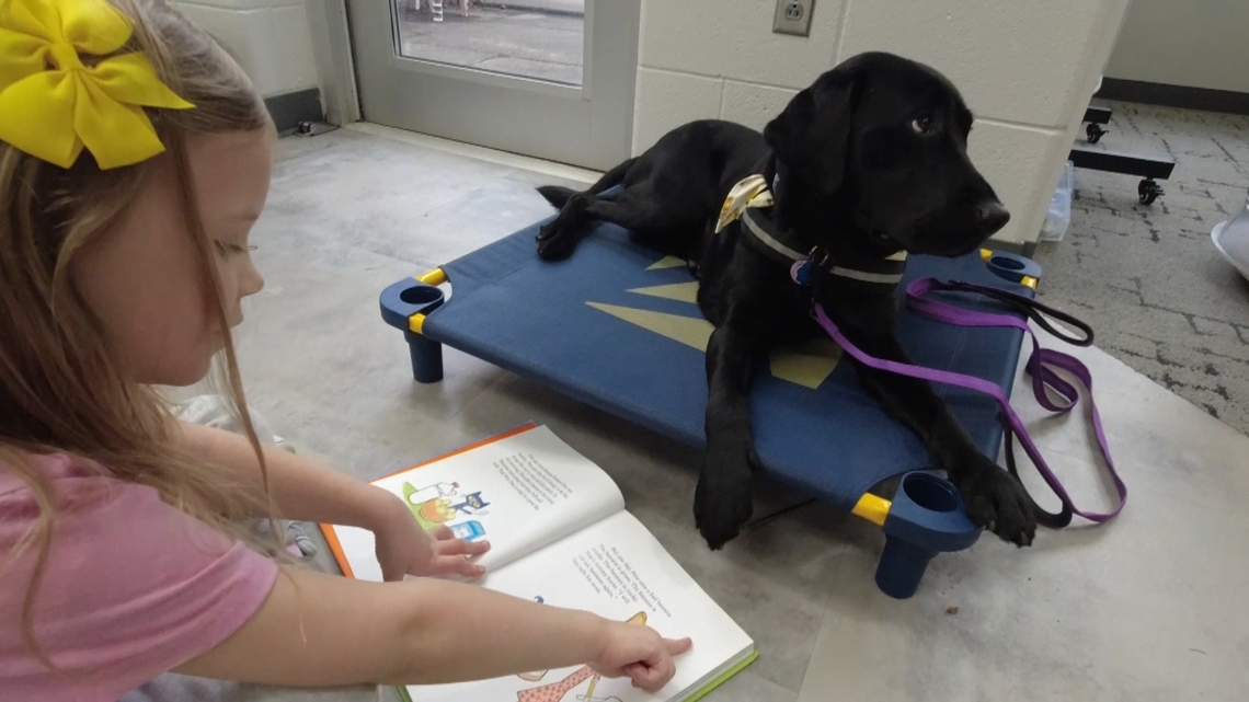 Maumee City Schools adds sixth dog to Panther Paws Program | wtol.com