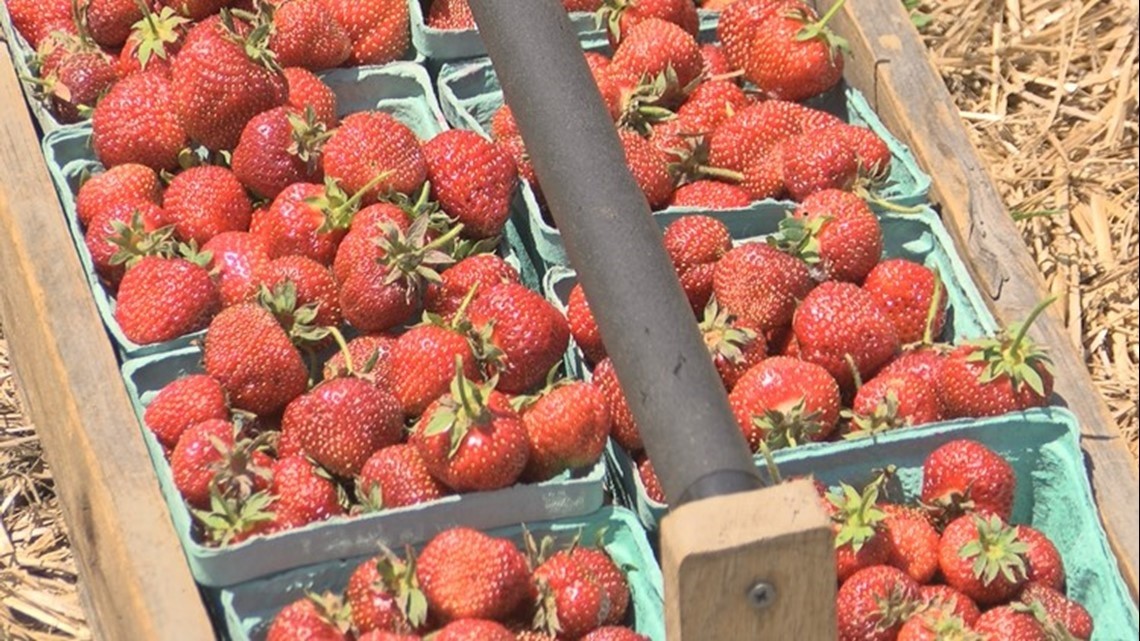 Stevens Gardens welcomes U-Pick strawberries Wednesday | wtol.com