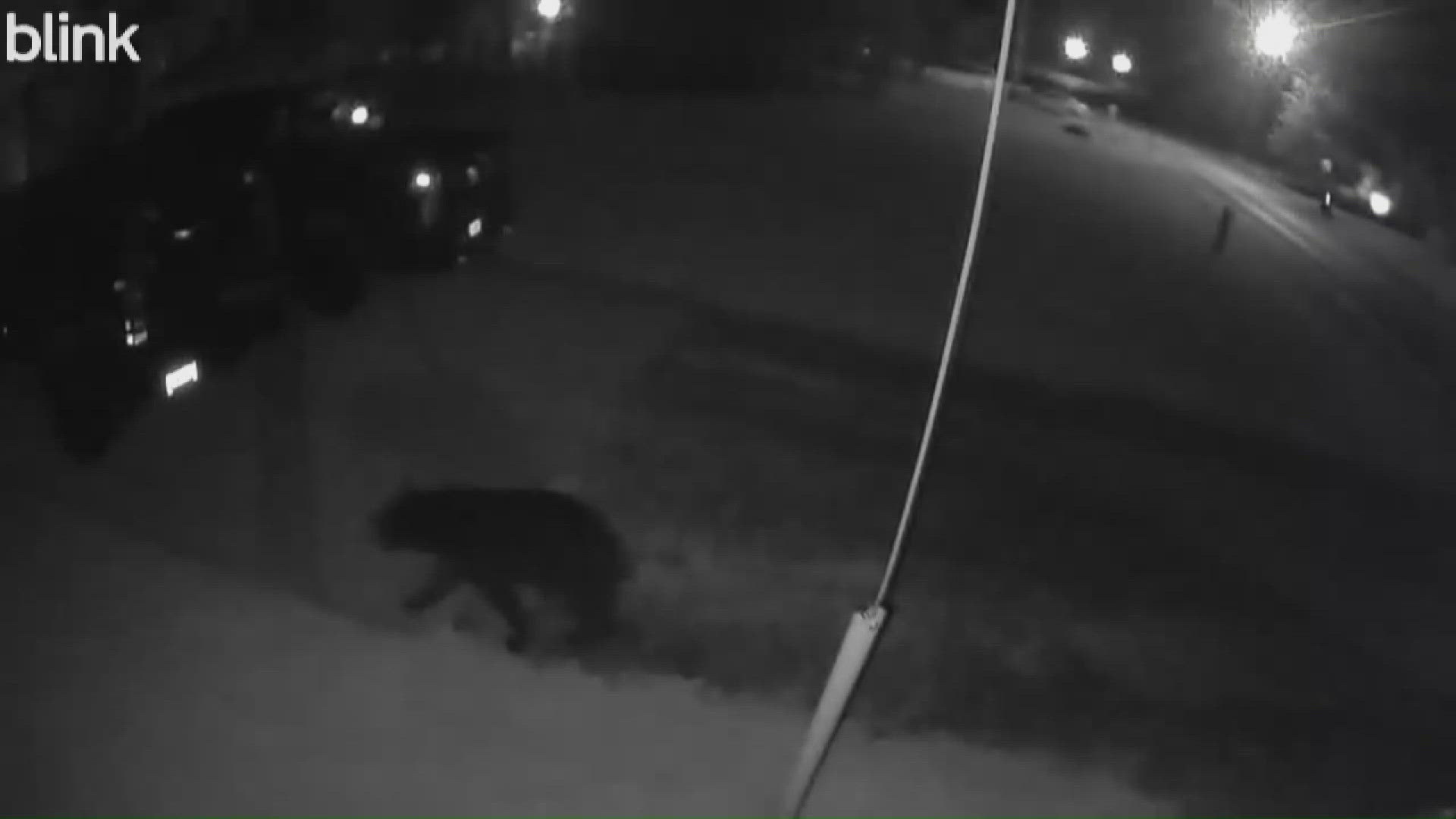 Black bear spotted on security camera becomes overnight celebrity in ...