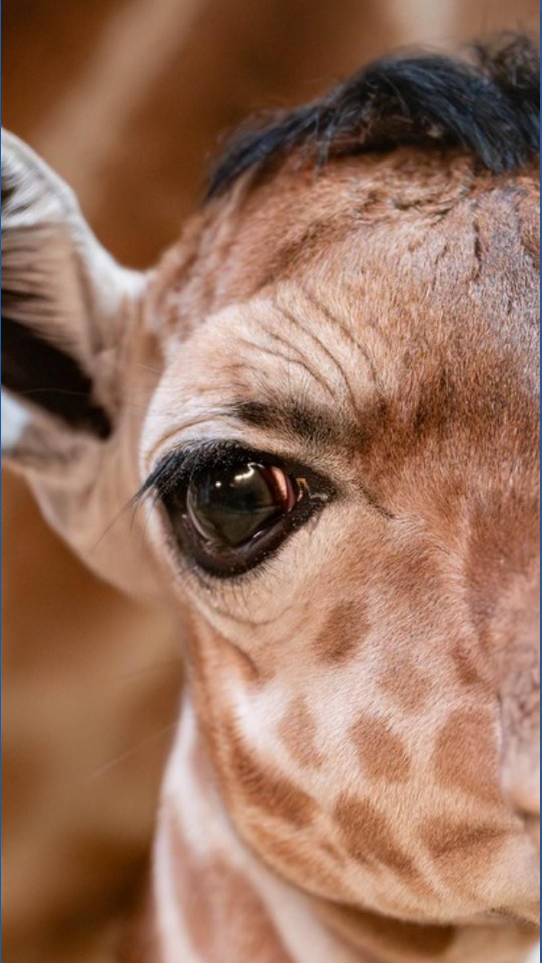 The 'mane' event | Eugene the giraffe born at Toledo Zoo with adorable ...