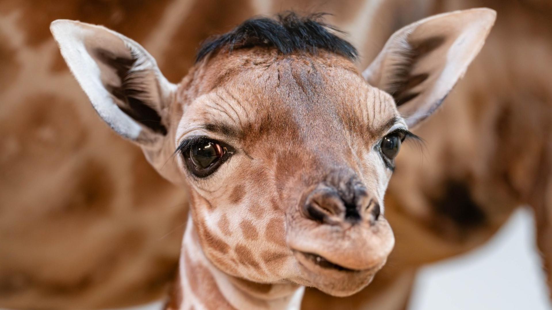 The 'mane' event | Eugene the giraffe born at Toledo Zoo with adorable ...