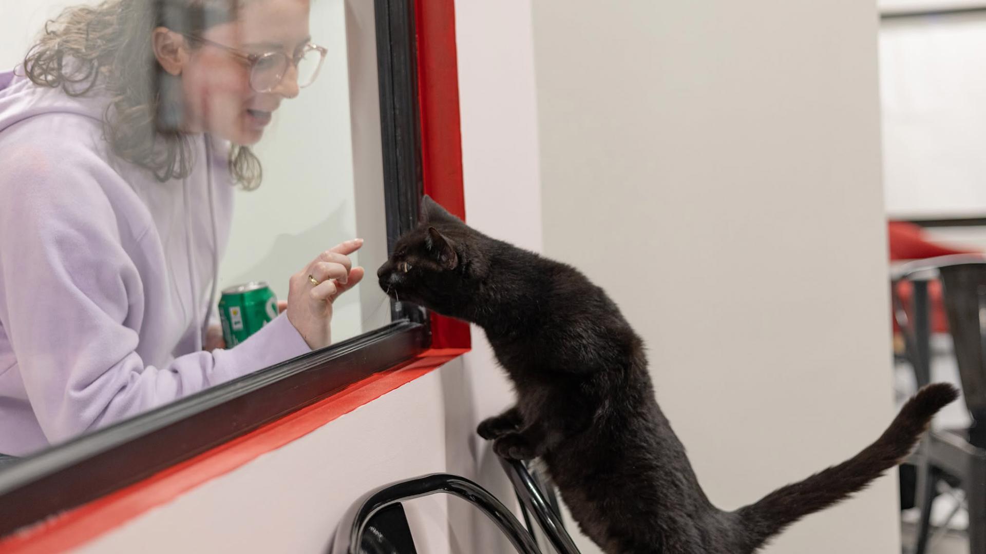 RubyCats is finally opening its doors Thursday on Adams Street | wtol.com