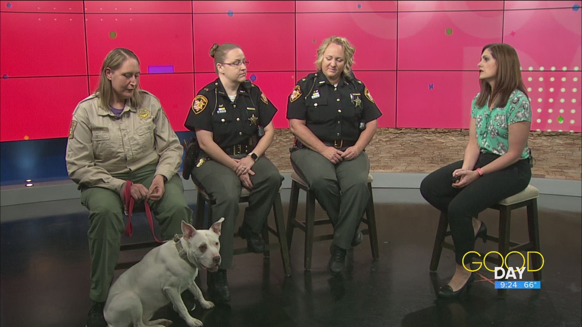 Wood County authorities to hold pet supply drive | Good Day on WTOL 11 ...