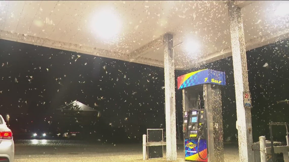 Point Place residents say current mayfly season is worst they've seen ...