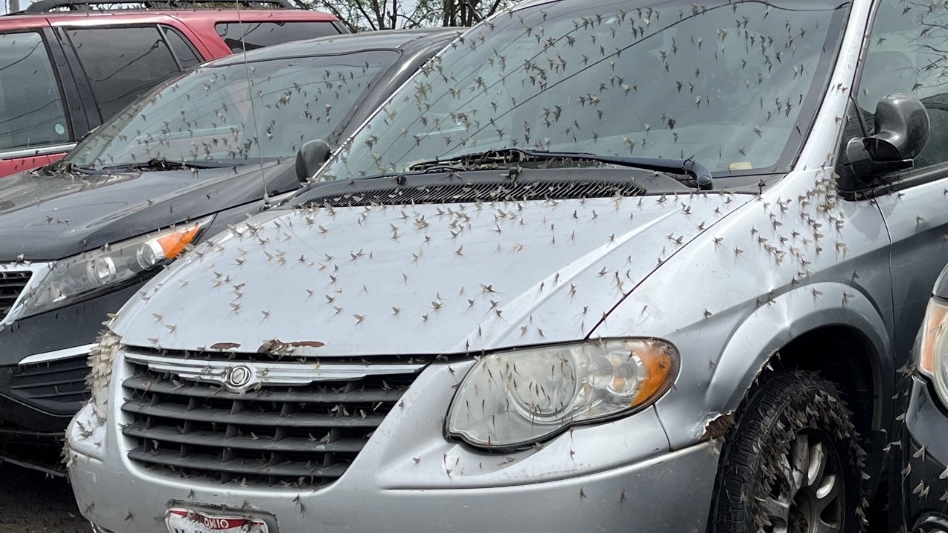 Gross, but harmless: Mayflies swarm in northwest Ohio | wtol.com