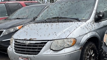 Gross, but harmless: Mayflies swarm in northwest Ohio | wtol.com