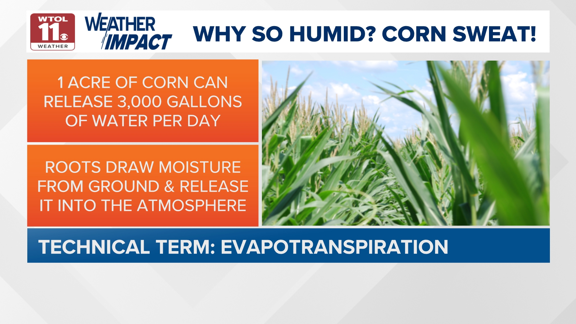 'Corn sweat' in the Midwest contributes to heat, humidity | wtol.com