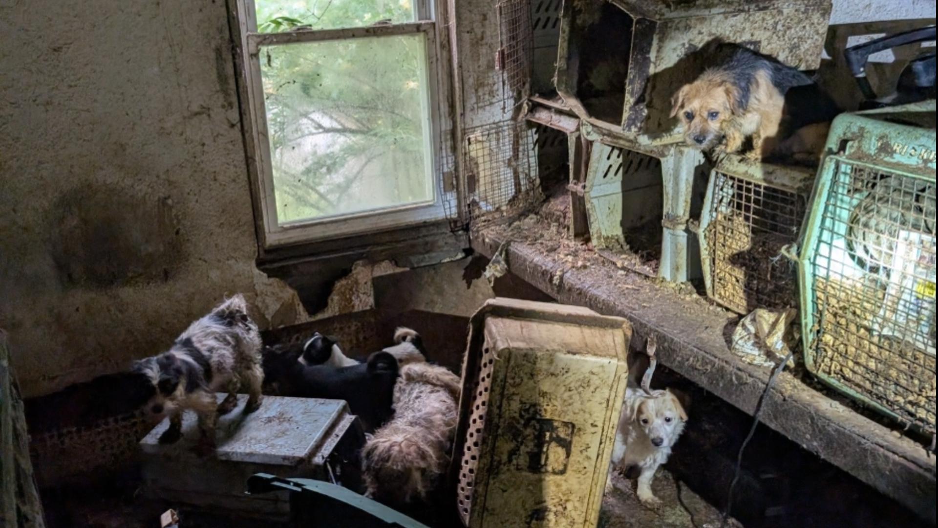 Toledo Humane Society rescues dozens of dogs from deplorable conditions ...