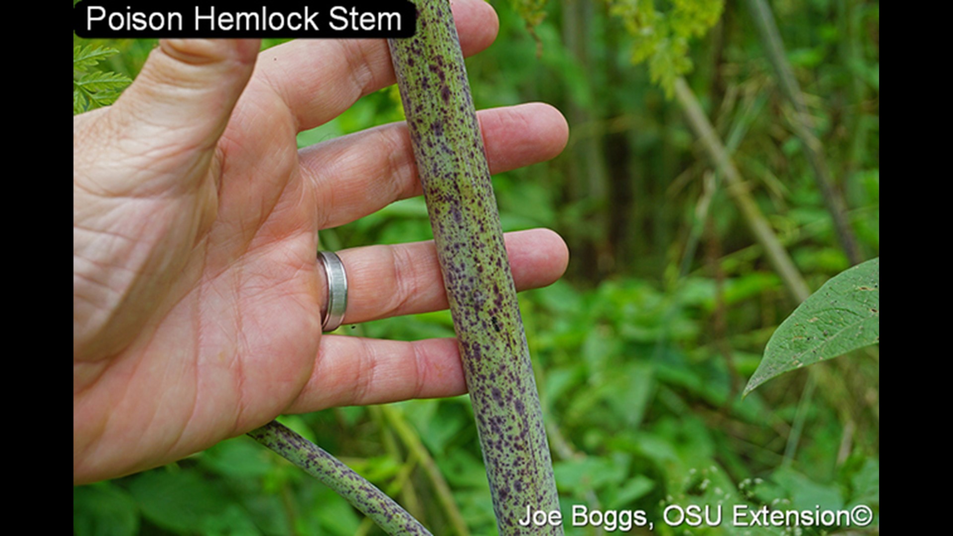Is poison hemlock dangerous? | wtol.com