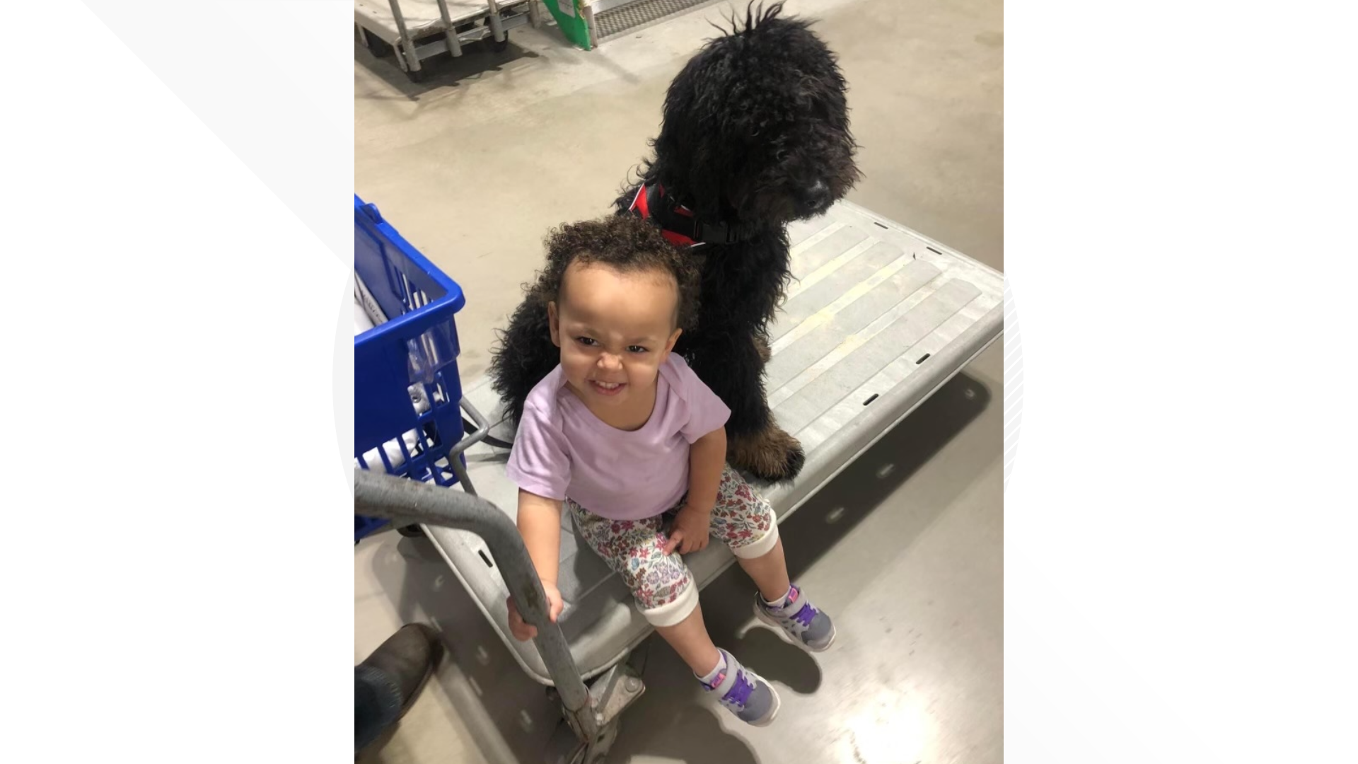 Families accuse non-profit of providing untrained service dogs | wtol.com