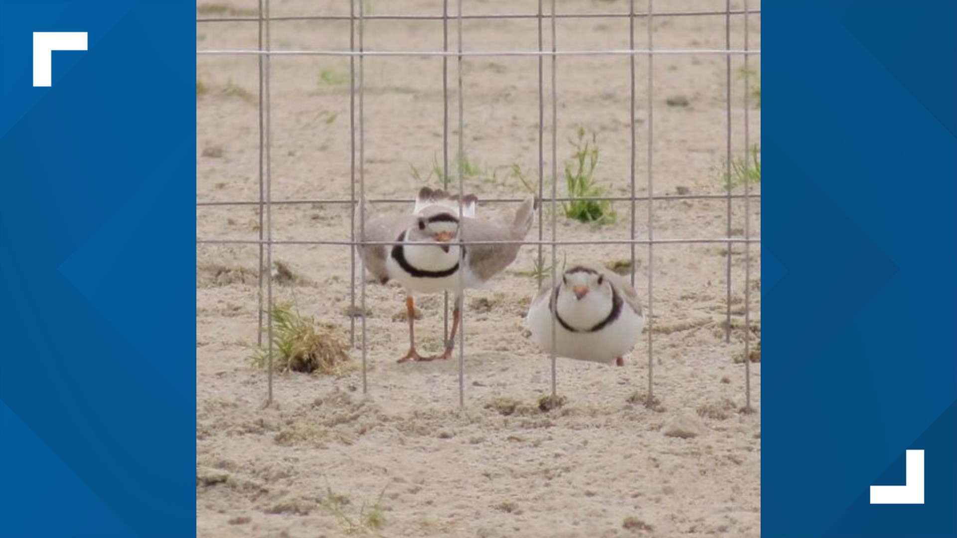 Are there any piper plovers nesting in Ohio? | wtol.com