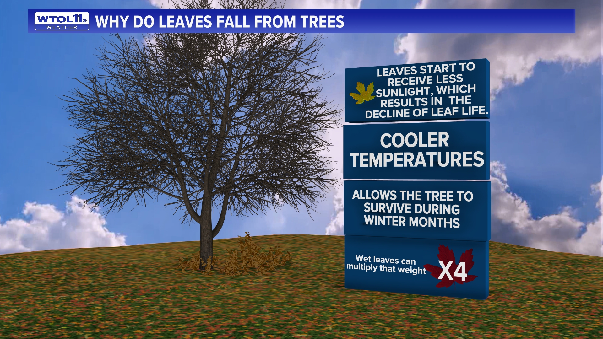 Why do leaves change color and fall in autumn? | wtol.com