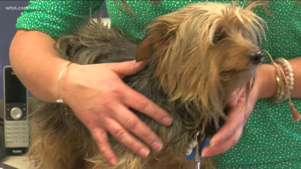 Organizations that help keep pets and families together | wtol.com