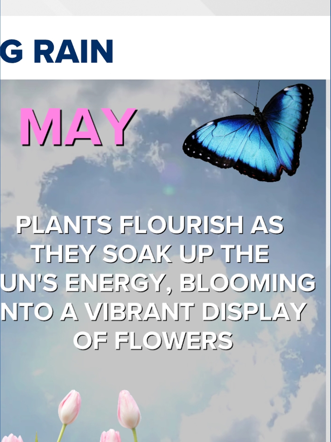 Do April showers really bring May flowers? The scientific answer | wtol.com