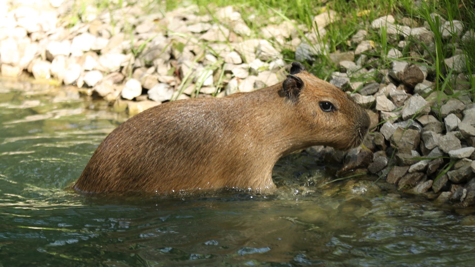 Meet capybaras at this interactive wildlife park | wtol.com