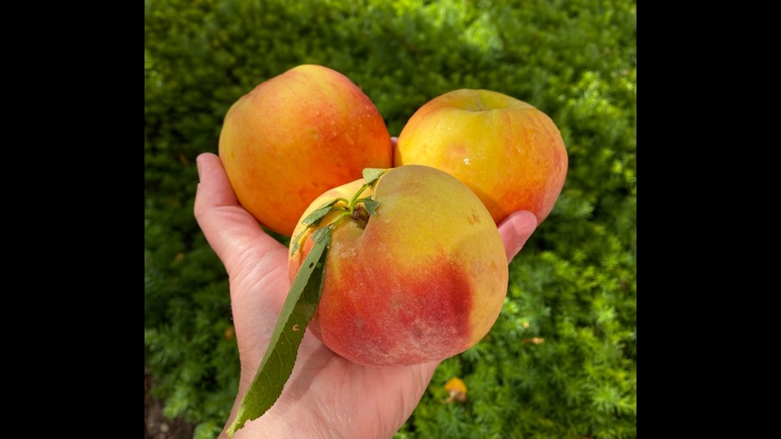 Georgia peaches return to Toledo on The Peach Truck | wtol.com
