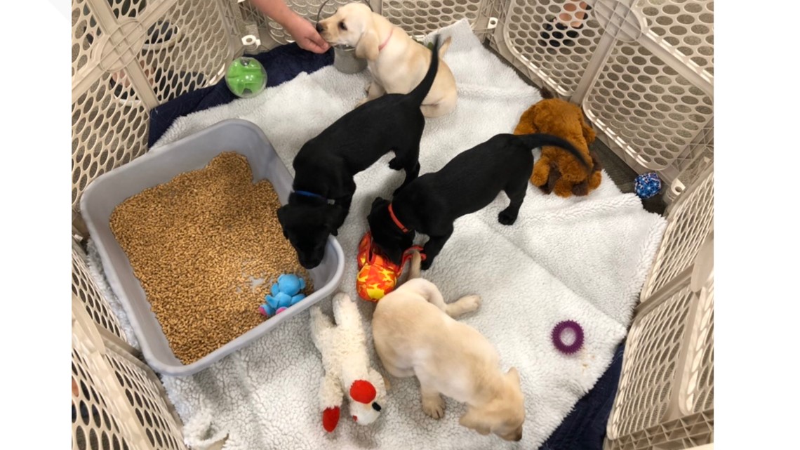 Toledo library expands Sit, Stay, Read therapy dog program | wtol.com
