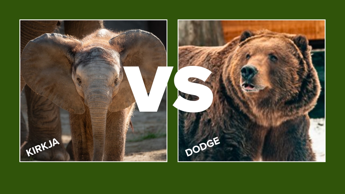 Toledo Zoo tracks bear bulking up against baby elephant — and the ...