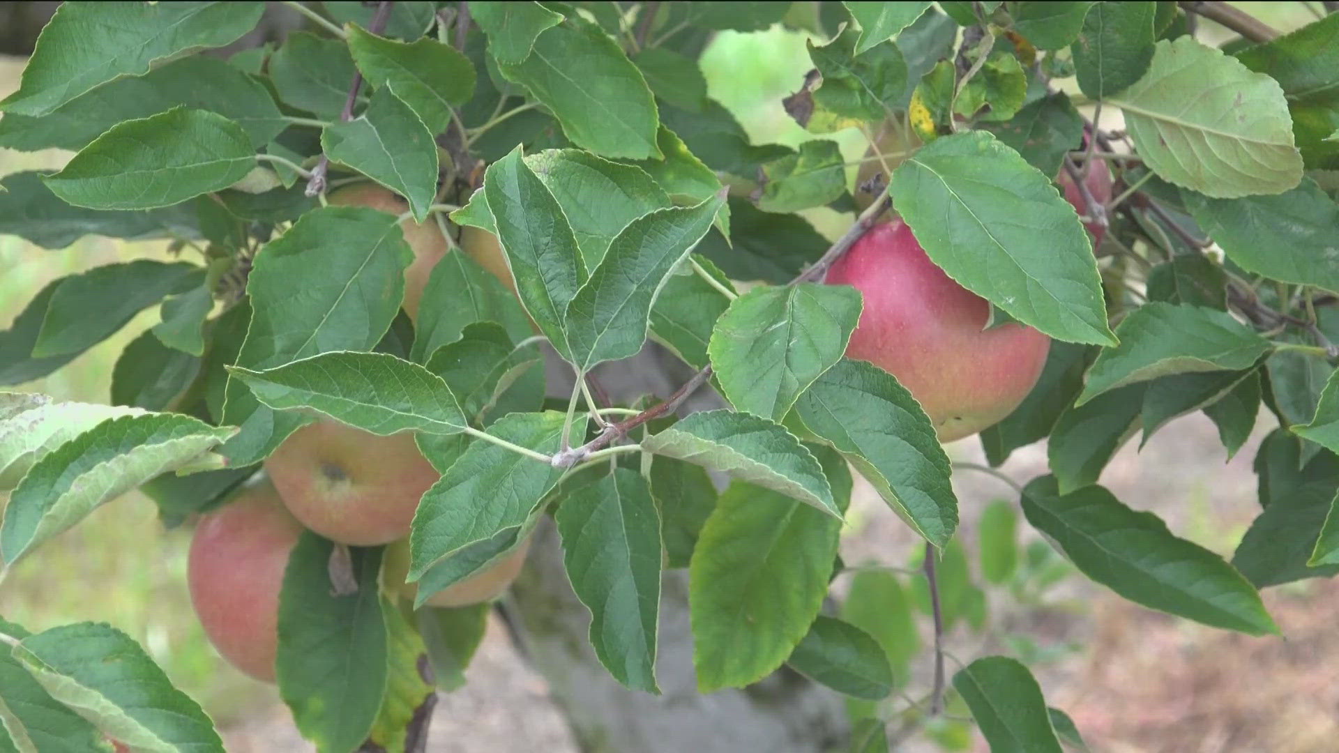Drought boosts apple growth at Erie Orchard | wtol.com