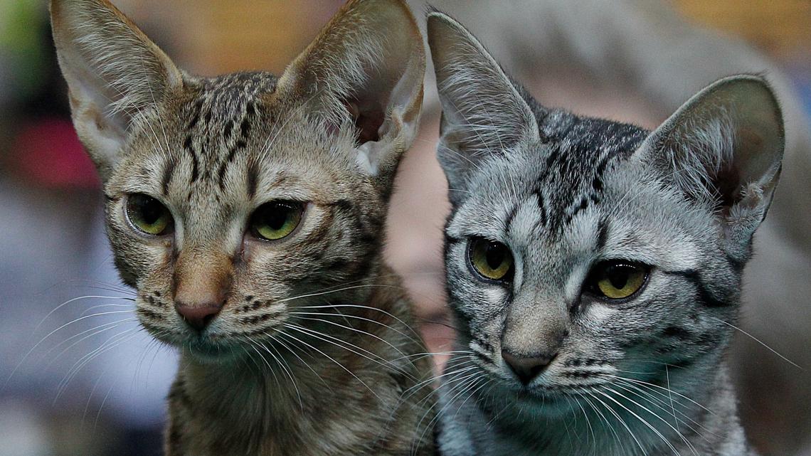 Cat show in February at Wood County Fairgrounds | wtol.com