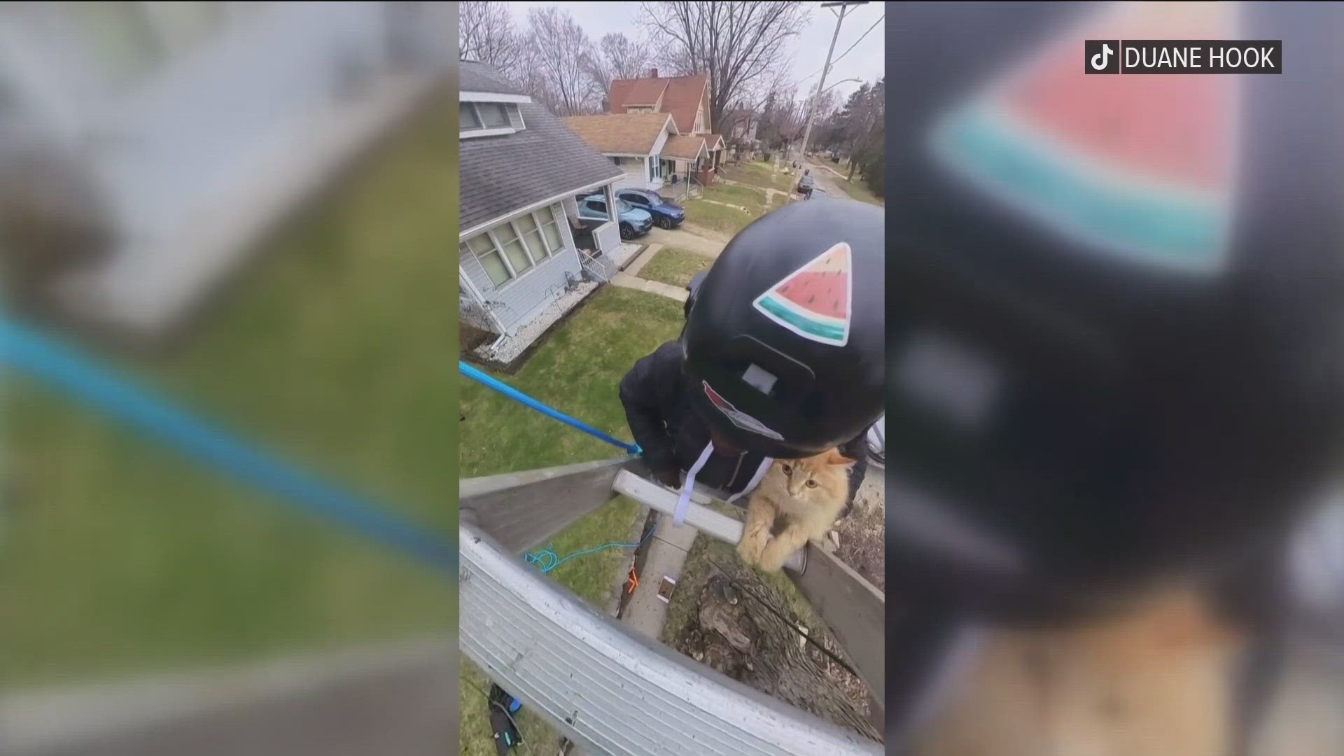 Toledo woman rescues her cat from tree after viral 20-foot climb | wtol.com