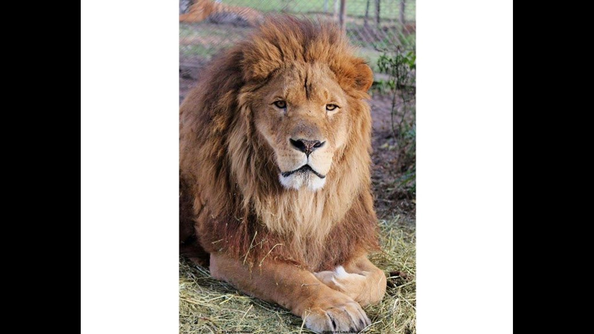 Pictures of deceased Tiger Ridge lion surface | wtol.com