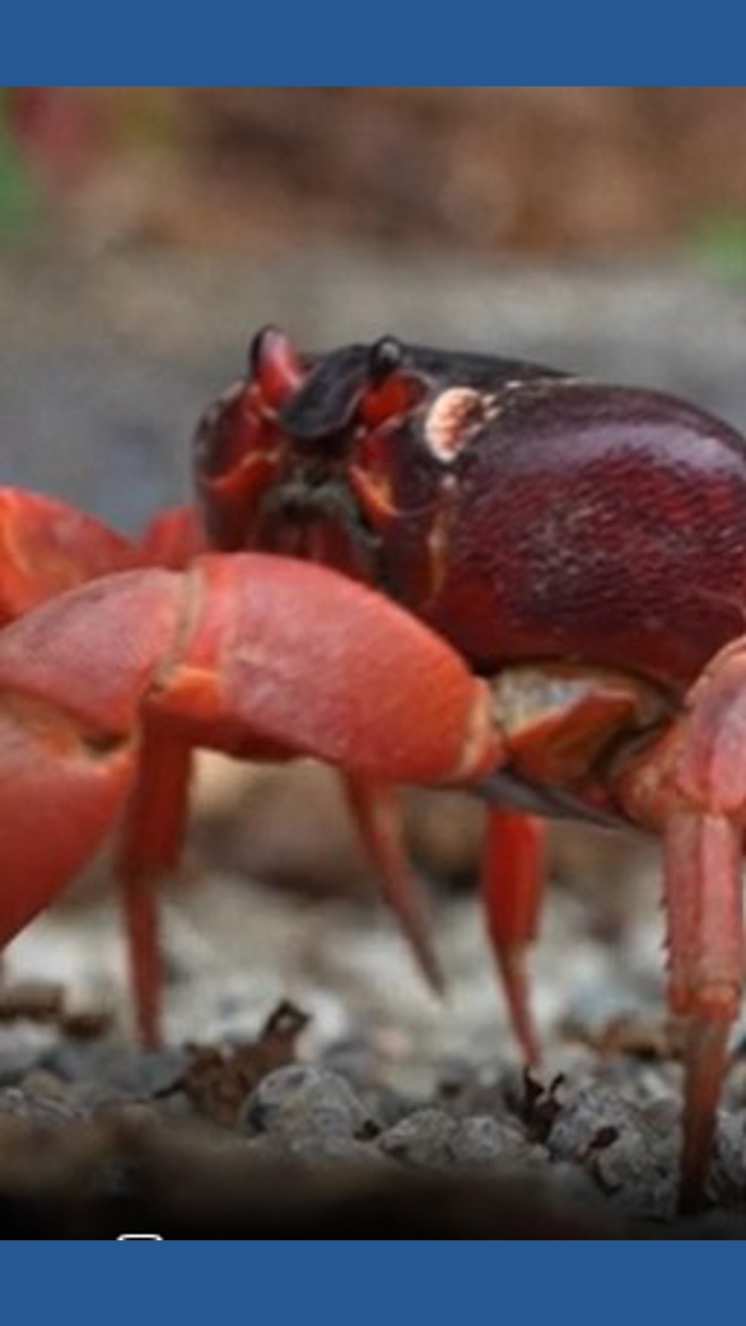 Crabs crossing Christmas Island for yearly migration | wtol.com