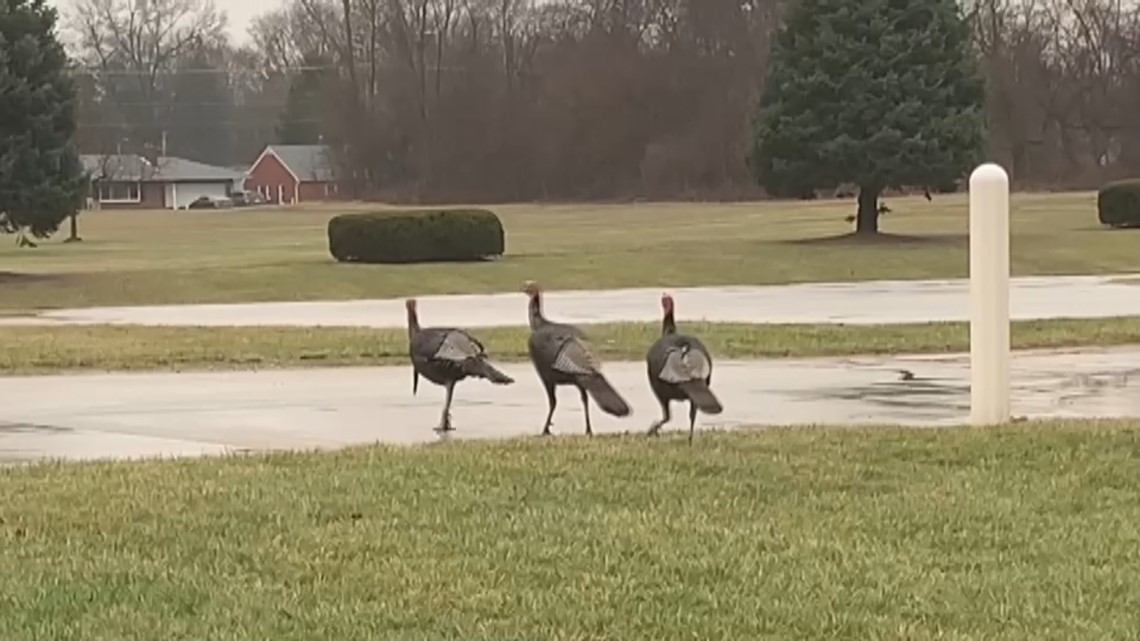 ODNR attempting to capture turkeys in Bowling Green | wtol.com
