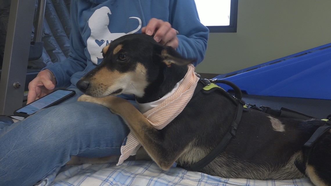 Lucas County Pit Crew Caring For Paralyzed Dog That Was Shot Wtol lucas-county-pit-crew-caring-for-paralyzed-dog-that-was-shot-wtol