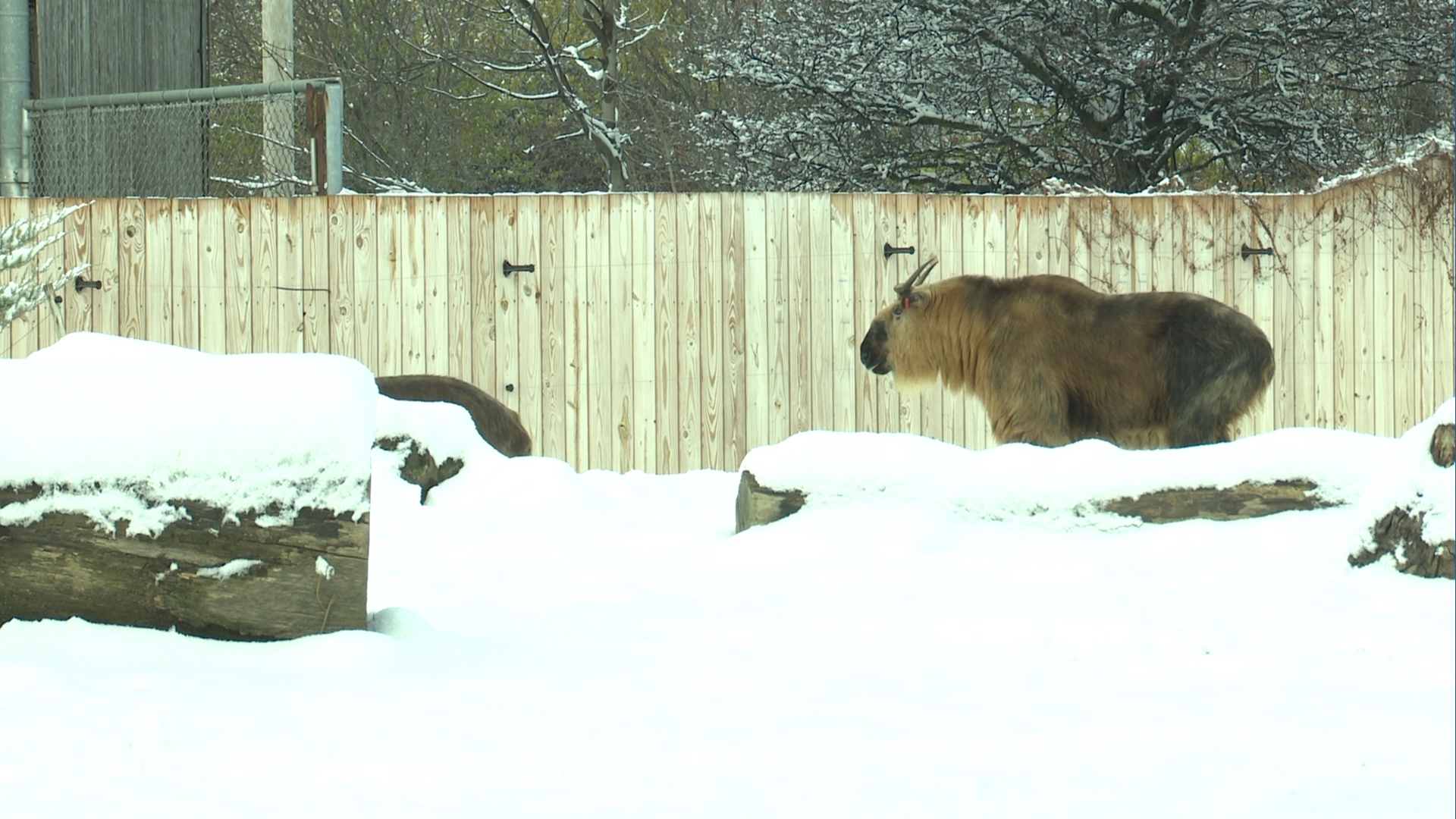 Toledo Zoo changes animal care routines as cold temps return | wtol.com