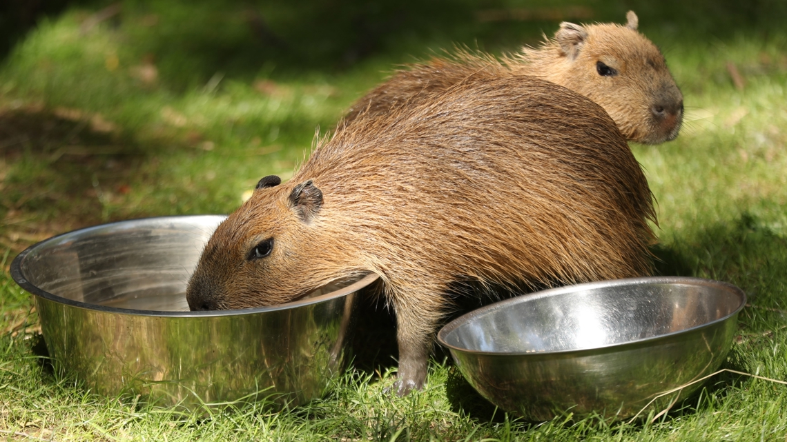 Meet capybaras at this interactive wildlife park | wtol.com