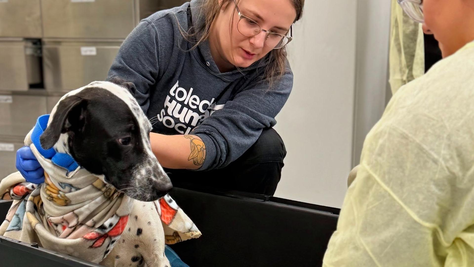 Toledo Humane Society rescues 28 dogs from ‘deplorable conditions ...