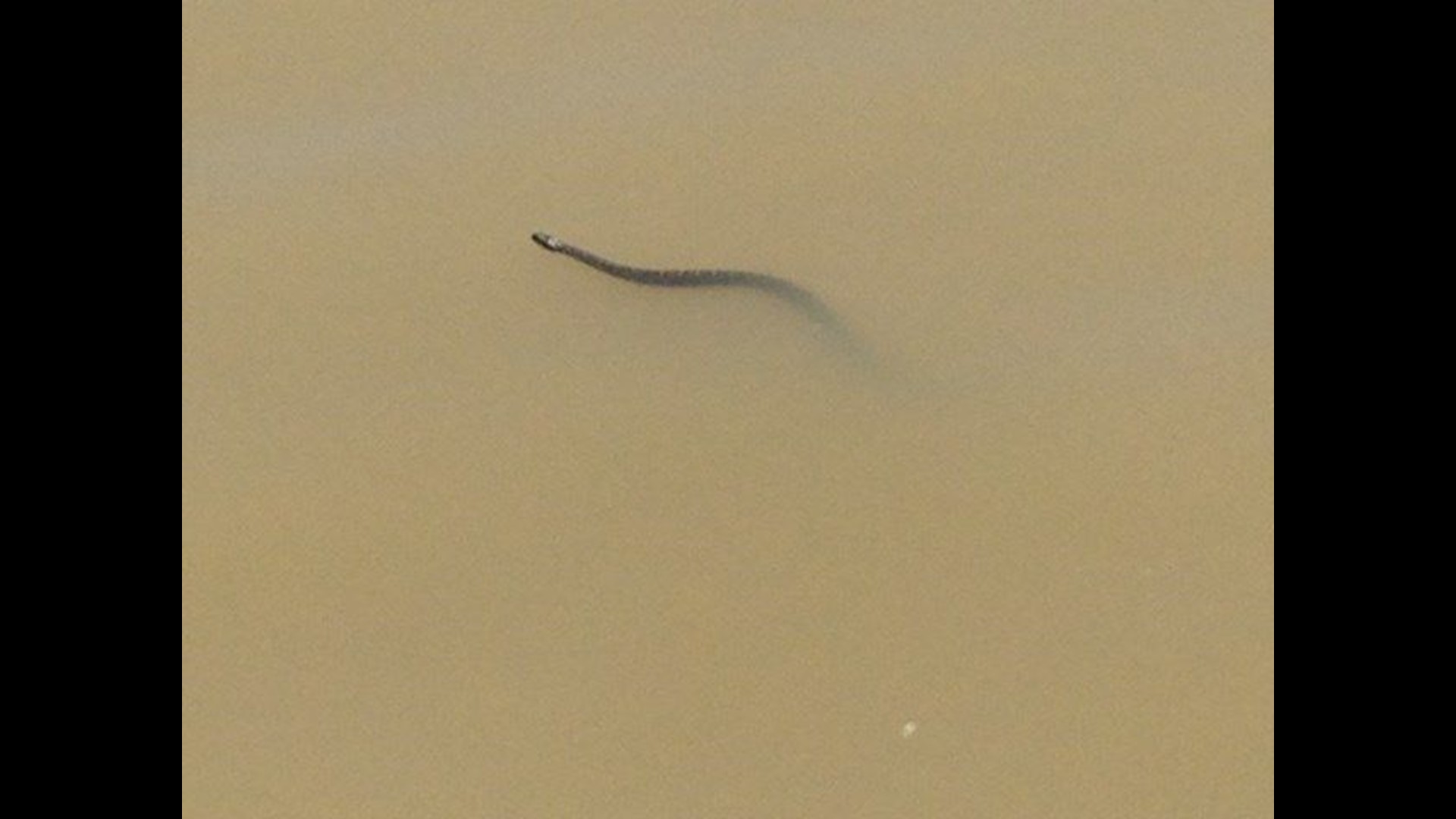 Are the snakes popping up in downtown Toledo dangerous? Only if you try ...
