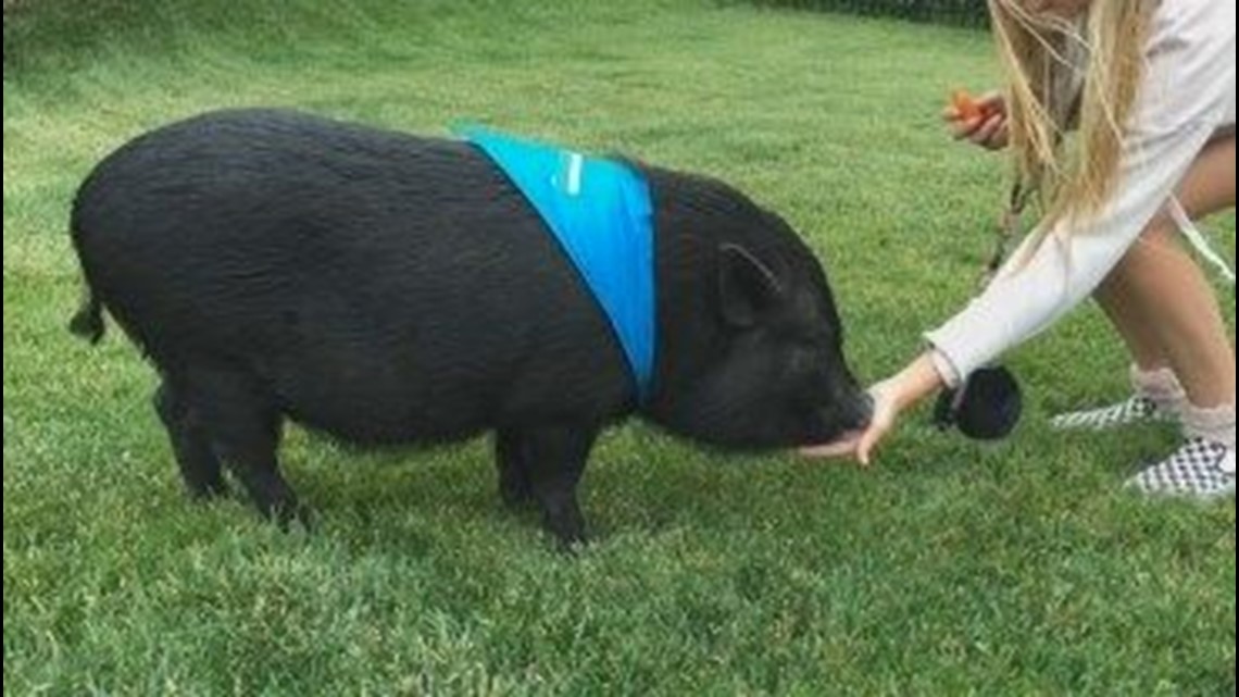 Milo the pig at center of dispute in Sylvania Township | wtol.com