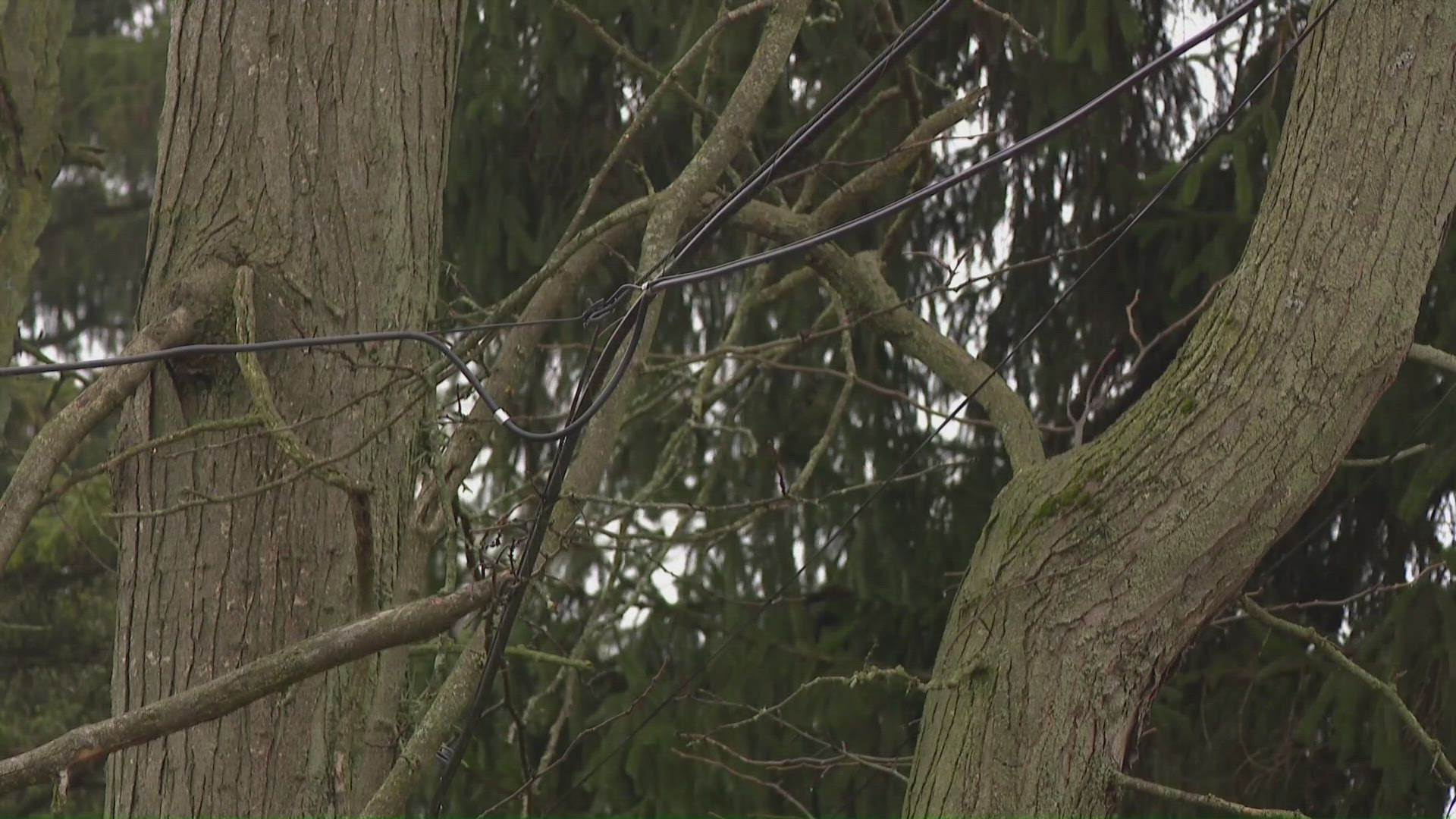 East Toledo resident worried about wires in tree branches near home ...